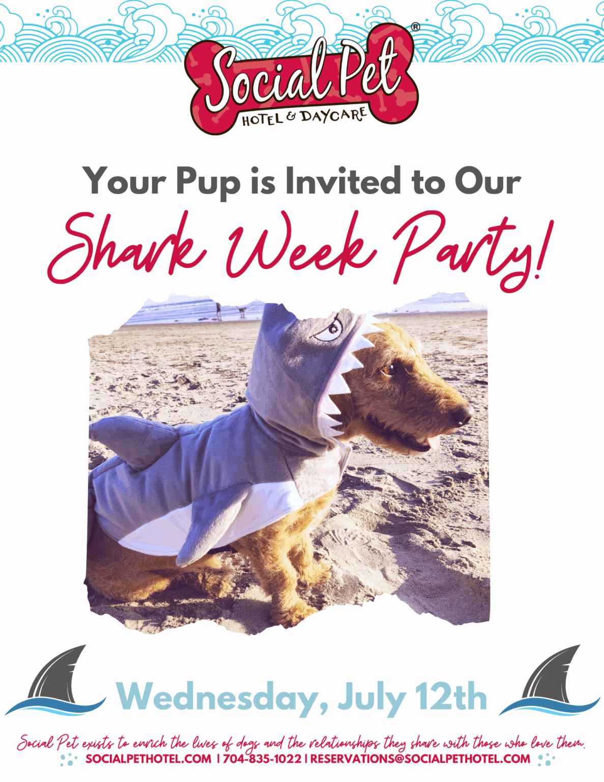 You're Invited to Our Shark Week Party! - Social Pet Hotel & Daycare
